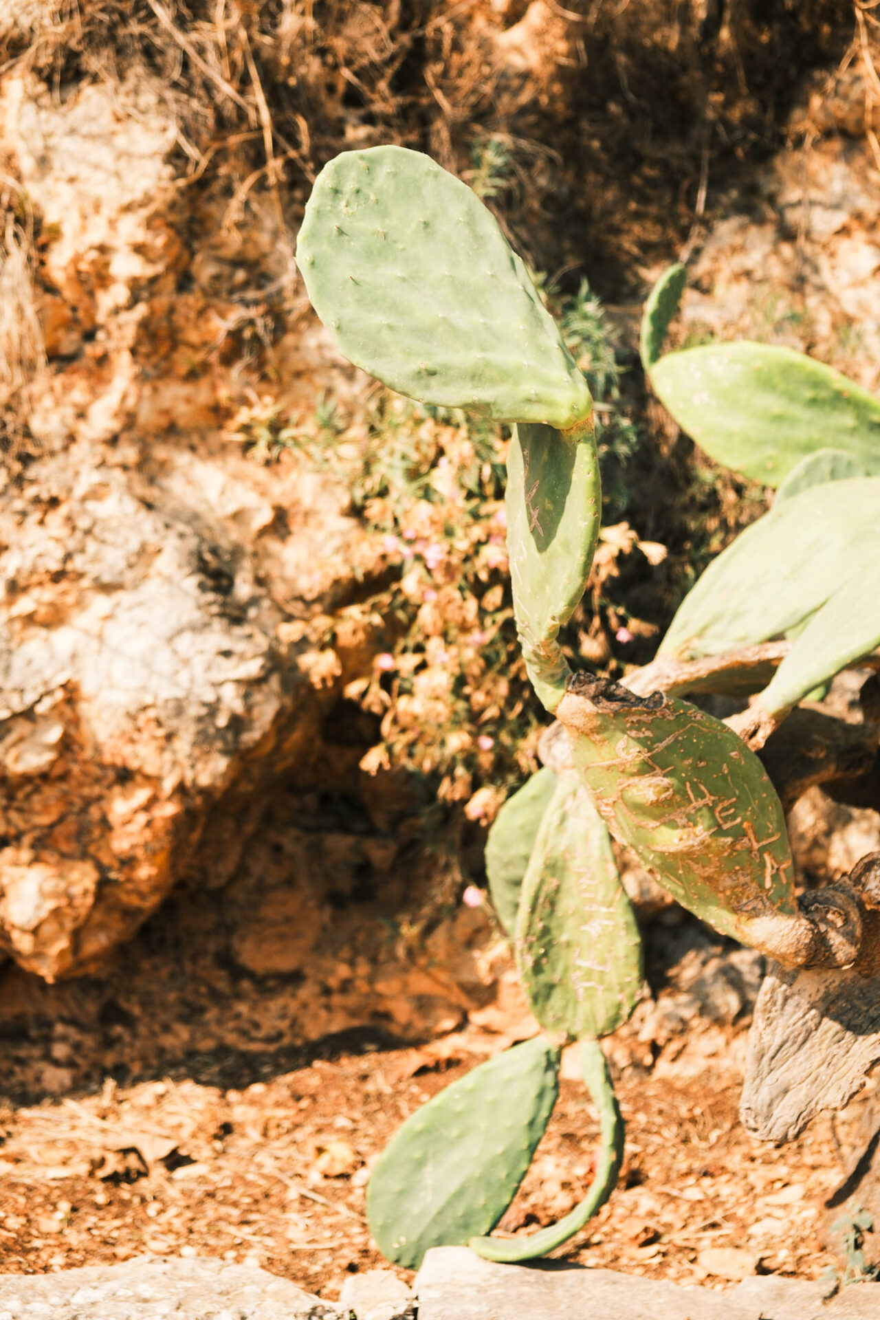 A Guide to Zingaro Nature Reserve in Sicily - JAMIECHANCETRAVELS